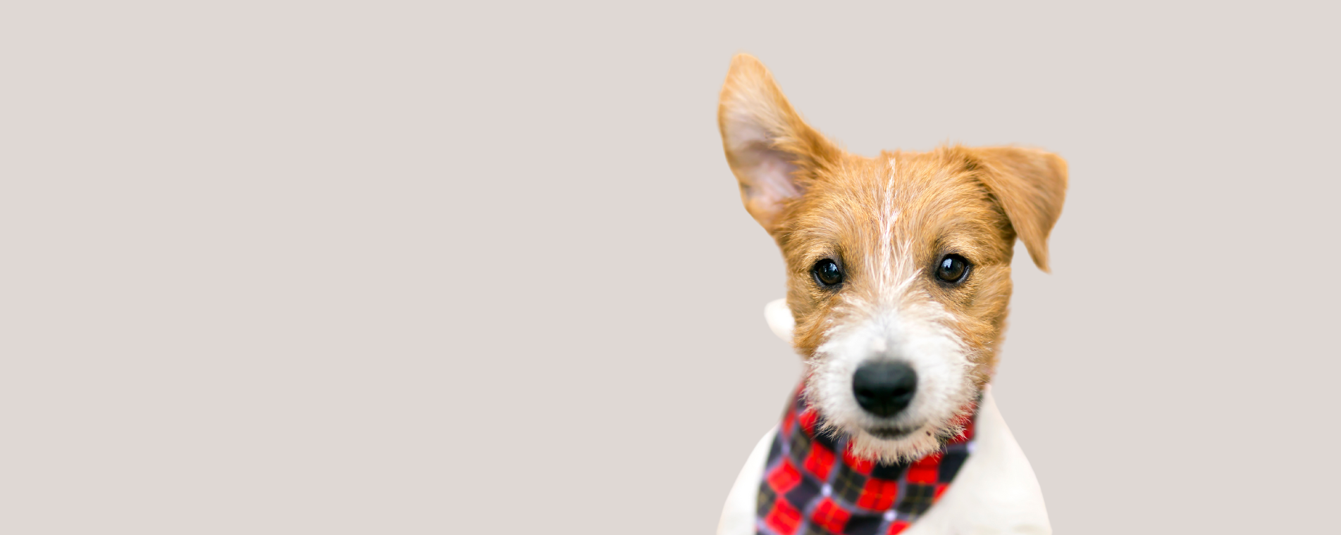 Dogs All Day Kinburn